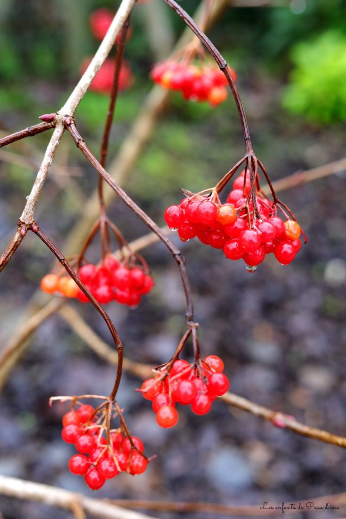 Un Noël magique au Château de Cheverny ! - Les enfants de Peau d'âne